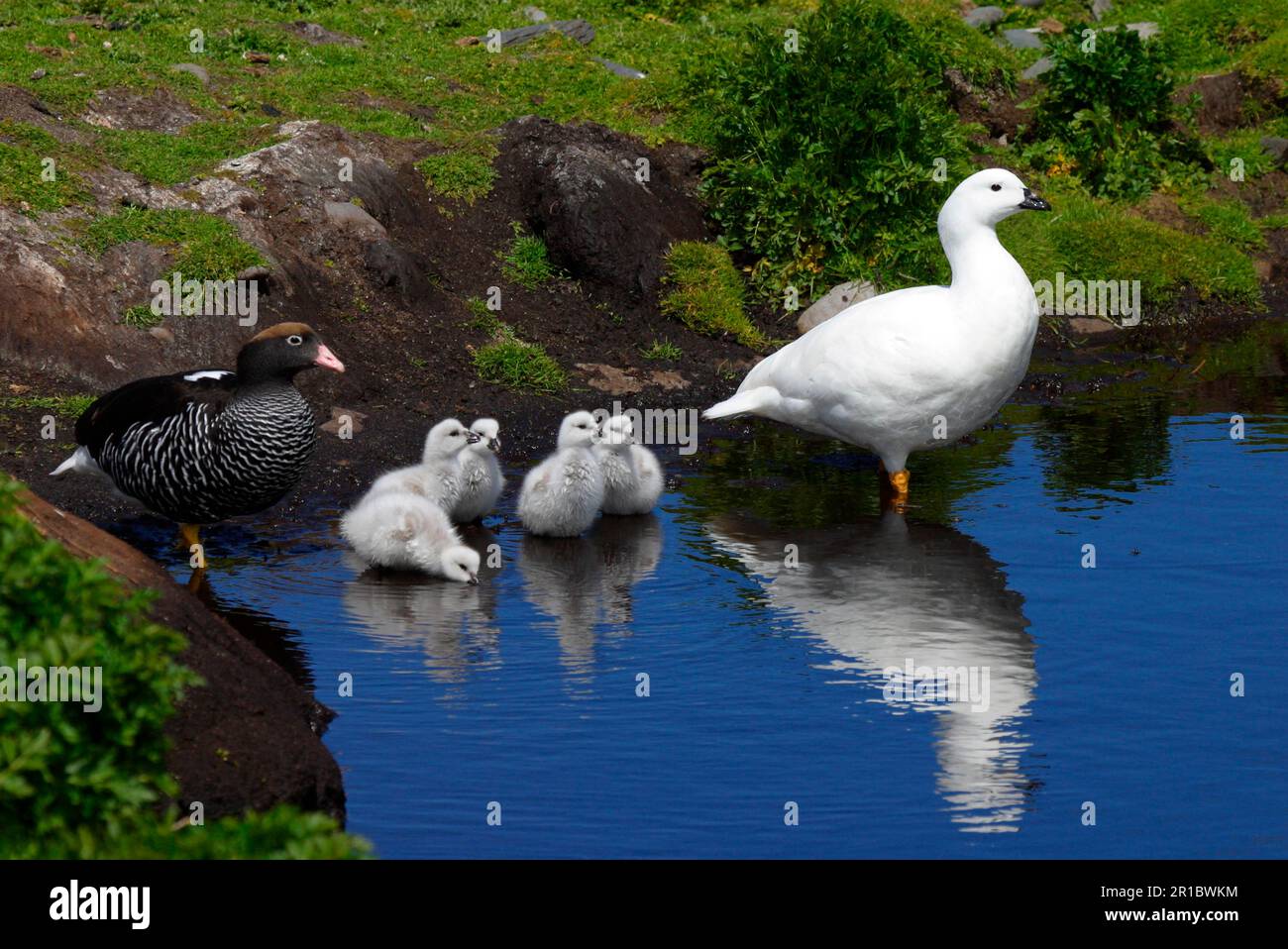 Kelp Geese (Chloephaga hybrida) males, females and goslings Stock Photo ...