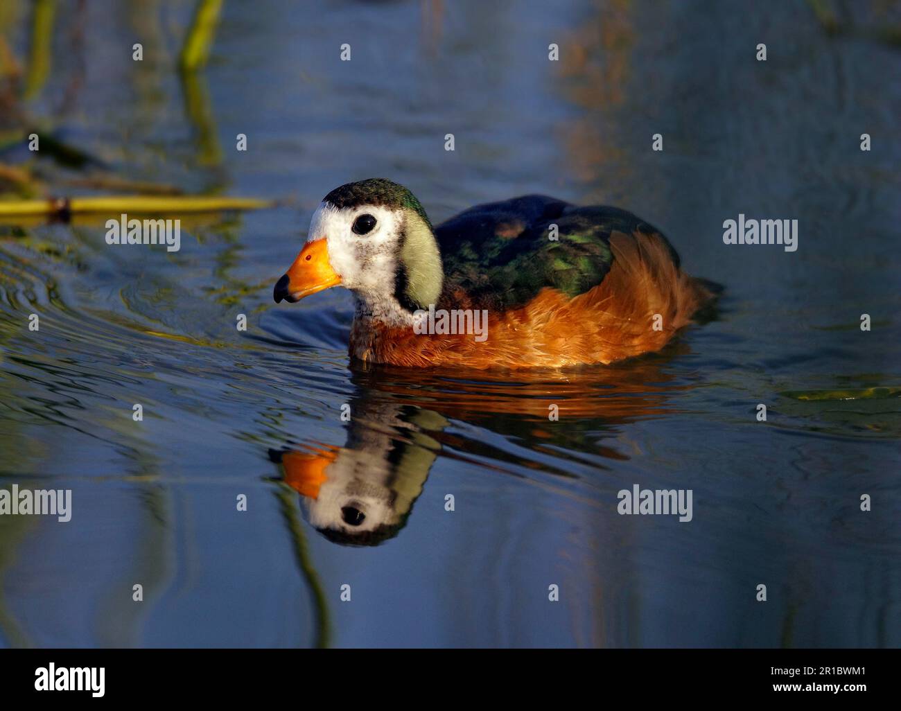 African african pygmy goose (Nettapus auritus) adult, swimming at sea ...