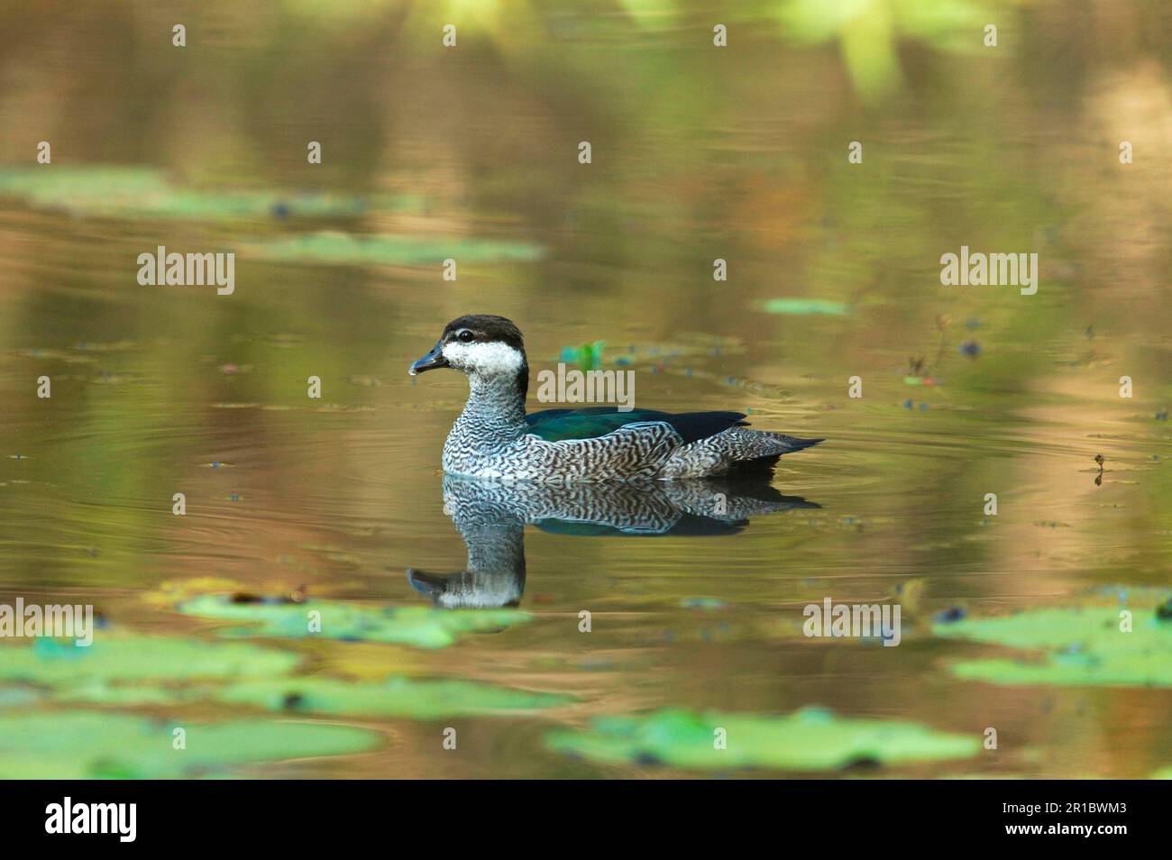 Green pygmy goose hi-res stock photography and images - Alamy