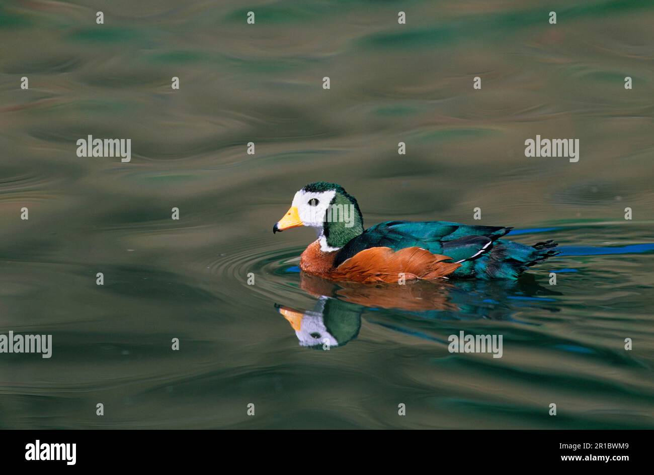African african pygmy goose (Nettapus auritus) drake swimming, spring ...