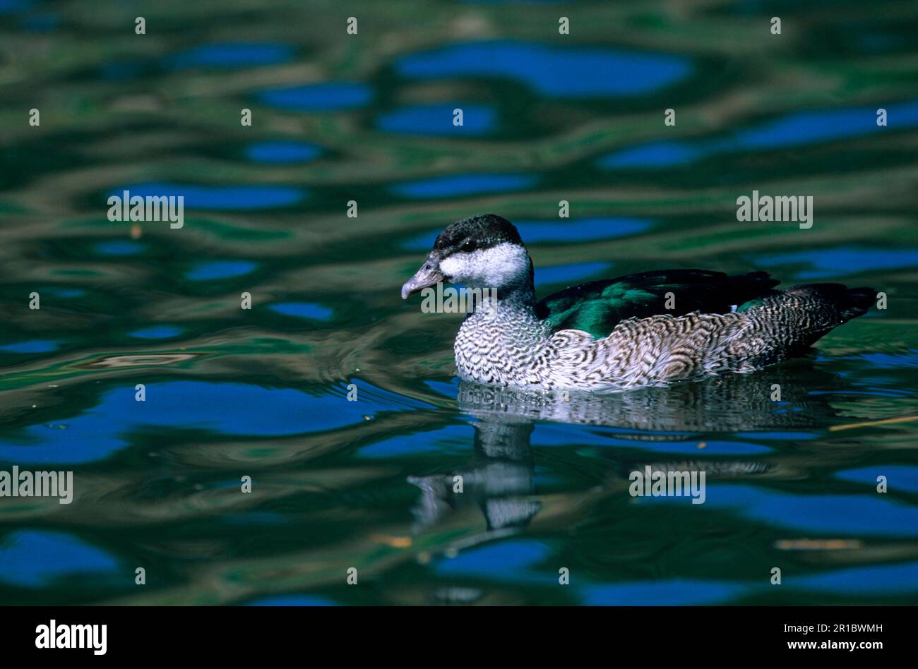 Green pygmy goose hi-res stock photography and images - Alamy