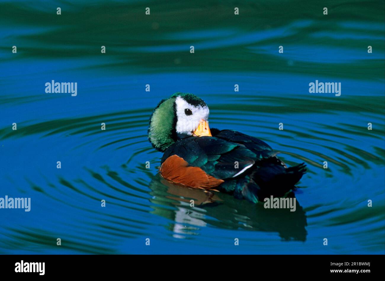 African Lesser White-fronted Goose (Netta ayritus) adult male, preening ...