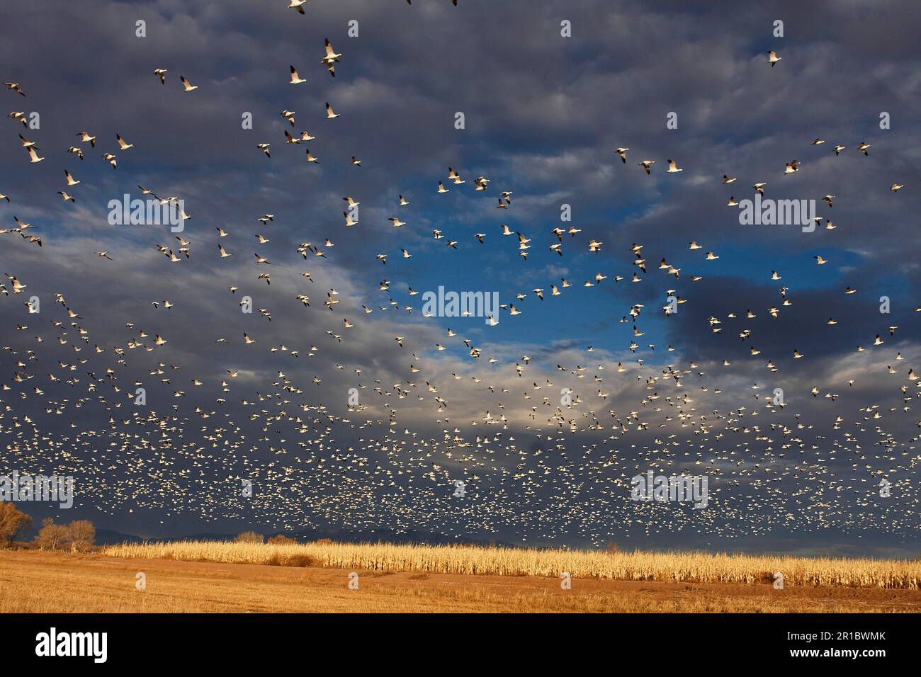 Flock of snow goose (Chen caerulescens), in flight, taking off from ...