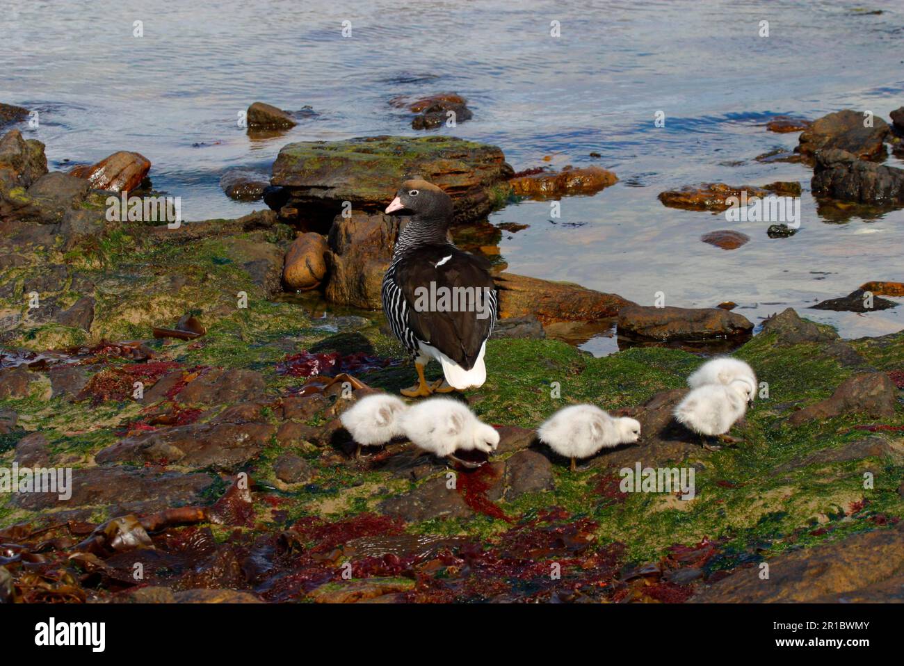 Kelp goose falcon with goslings (Chloephaga hybrida) on the Seagrass ...