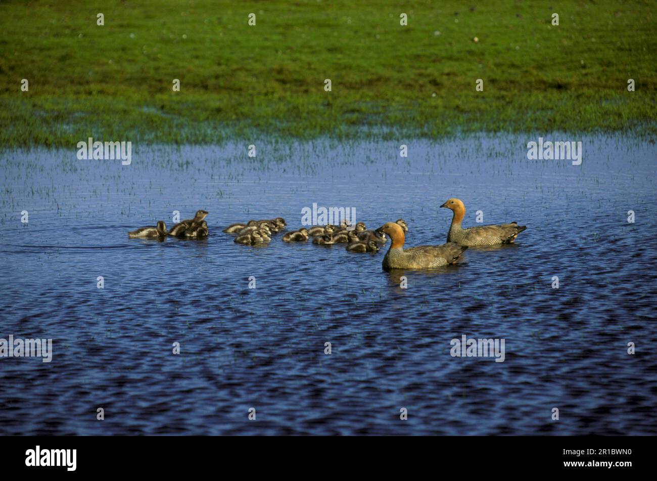 Ruddy-headed gooses (Chloephaga rubidiceps) These birds have taken the ...