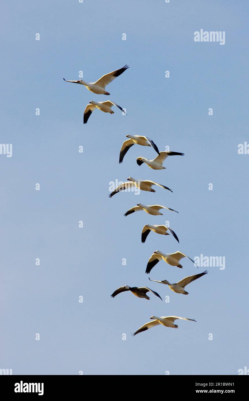 Snow goose (Chen caerulescens) normal and blue form, flock, in flight ...