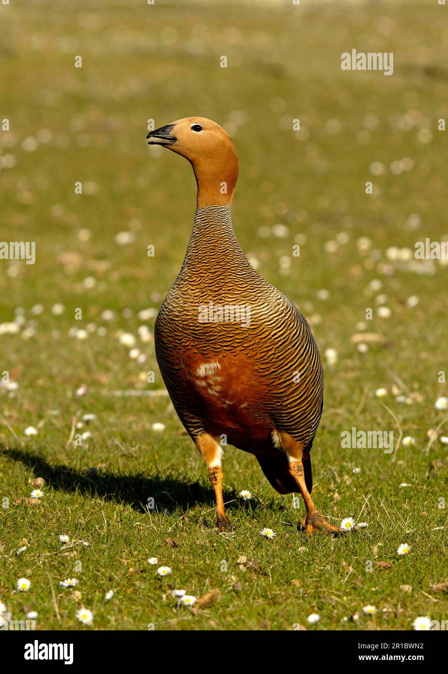 Ruddy-headed goose (Chloephaga rubidiceps) adult, standing, Bleaker ...
