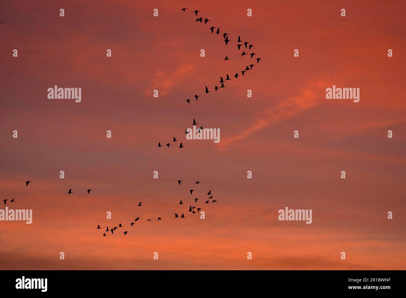 Pink-footed Goose (Anser brachyrhynchus) flock in flight, V formation ...