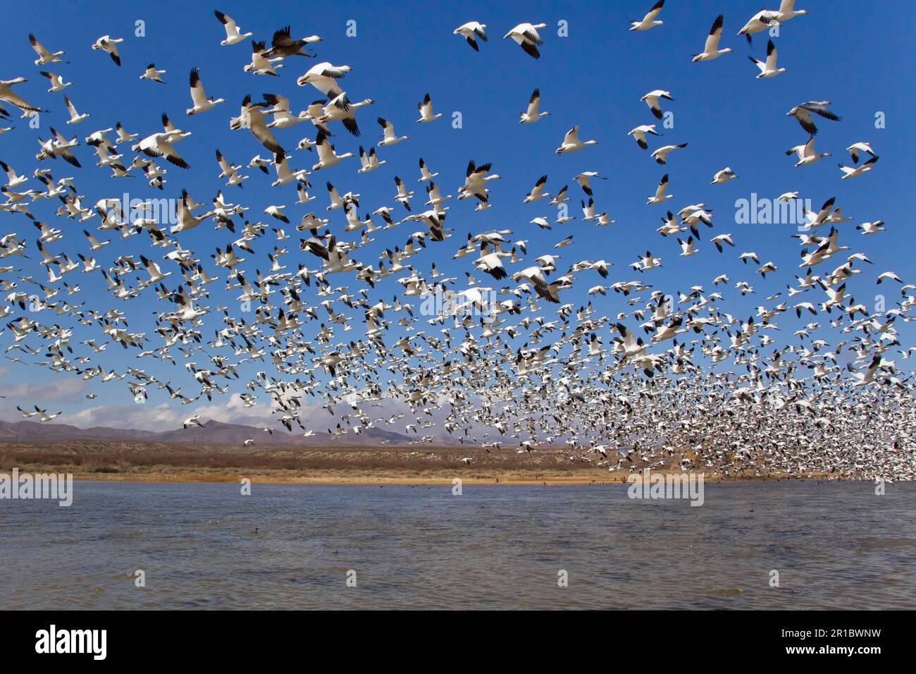 Snow Goose (Chen caerulescens) flock, in flight, taking off from lake ...
