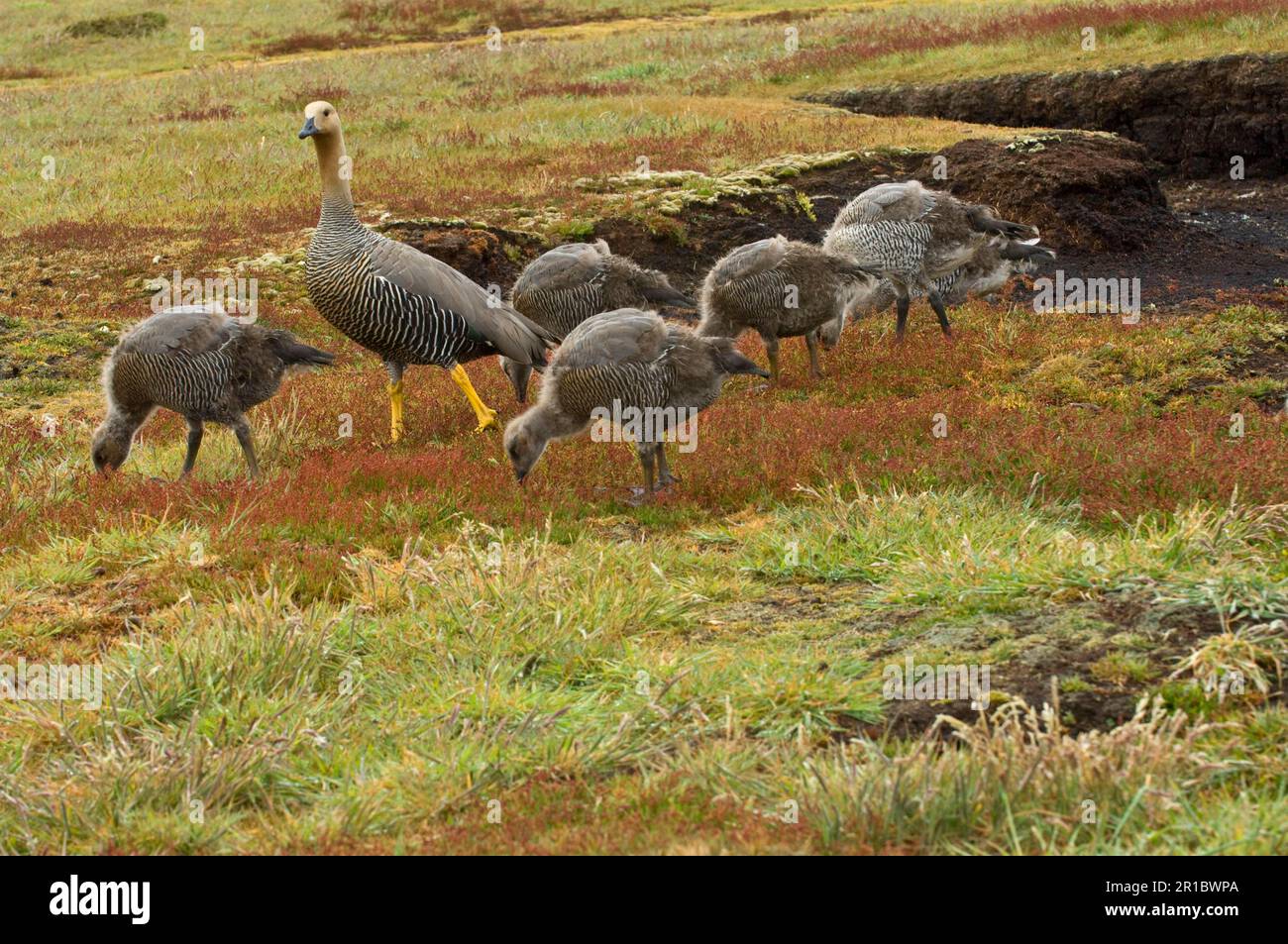 Upland goose (Chloephaga picta), adult female with goslings, feeding ...