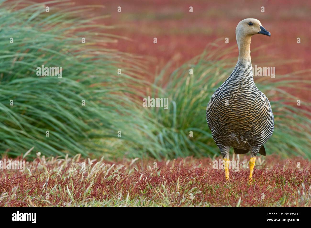 Upland goose (Chloephaga picta), adult male, under sour weed (Rumex ...