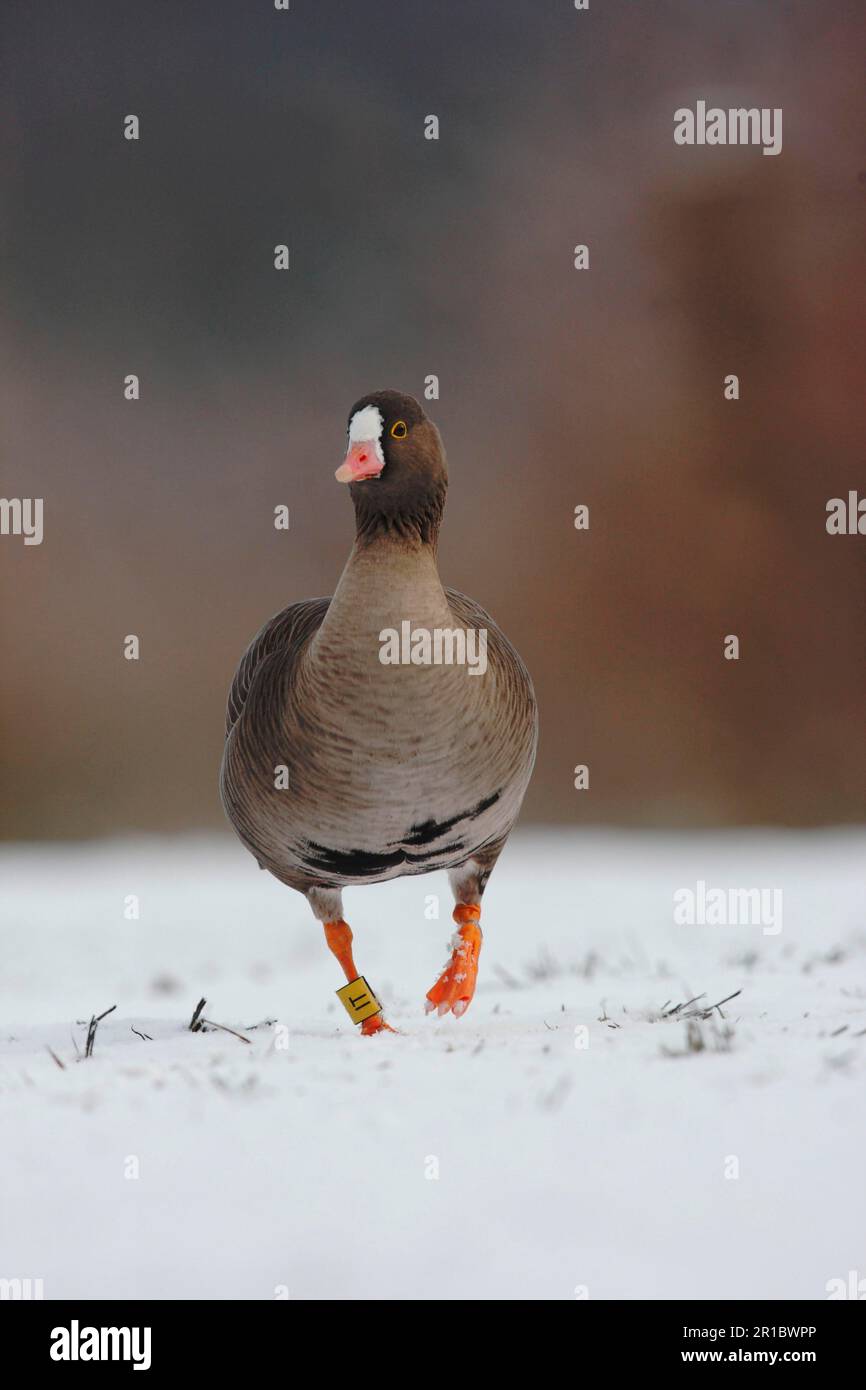 Lesser white-fronted goose (Anser erythropus) adult, walking on snow ...