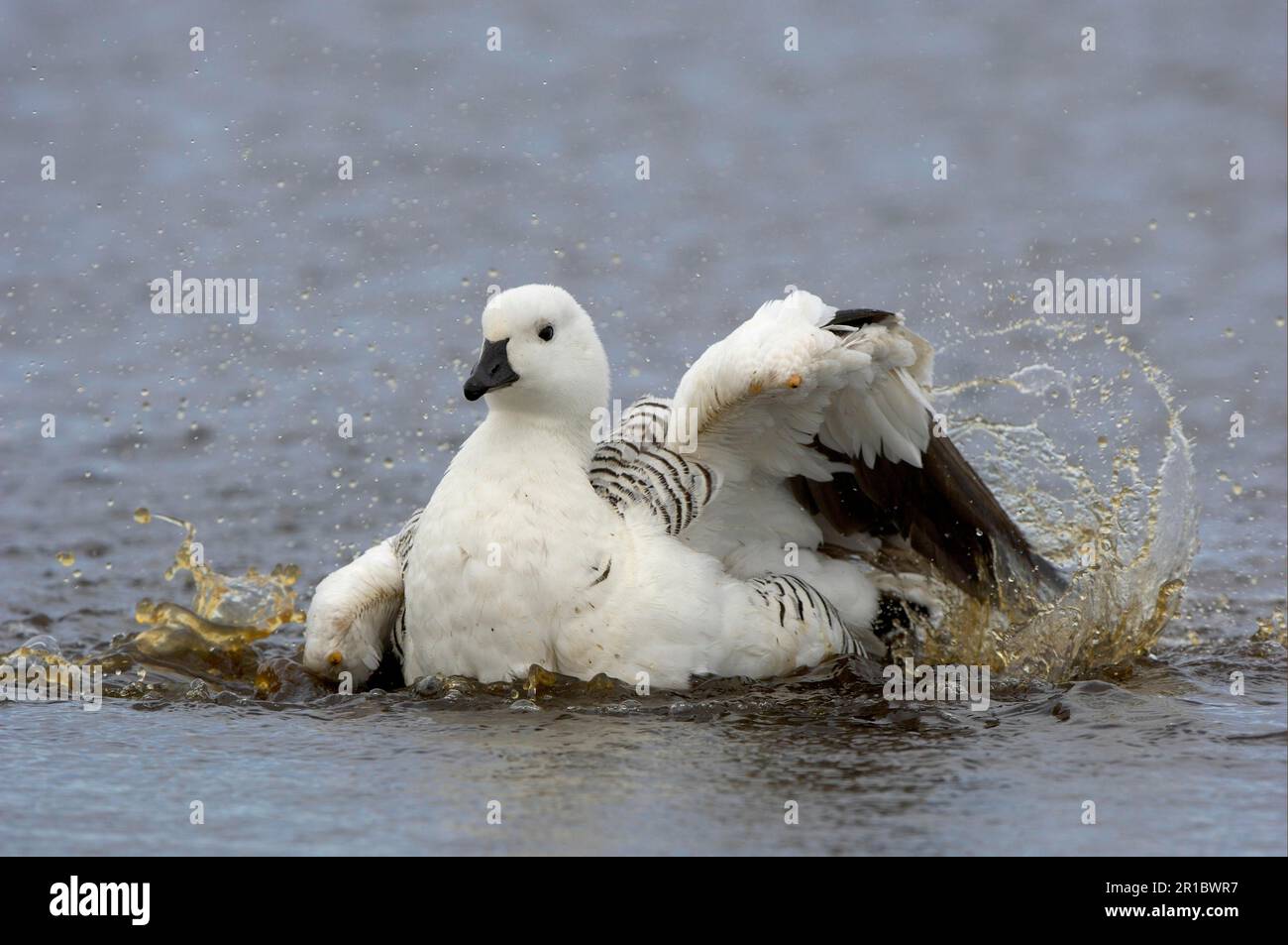 Upland goose (Chloephaga picta) adult male, bathing, splashing in pool ...