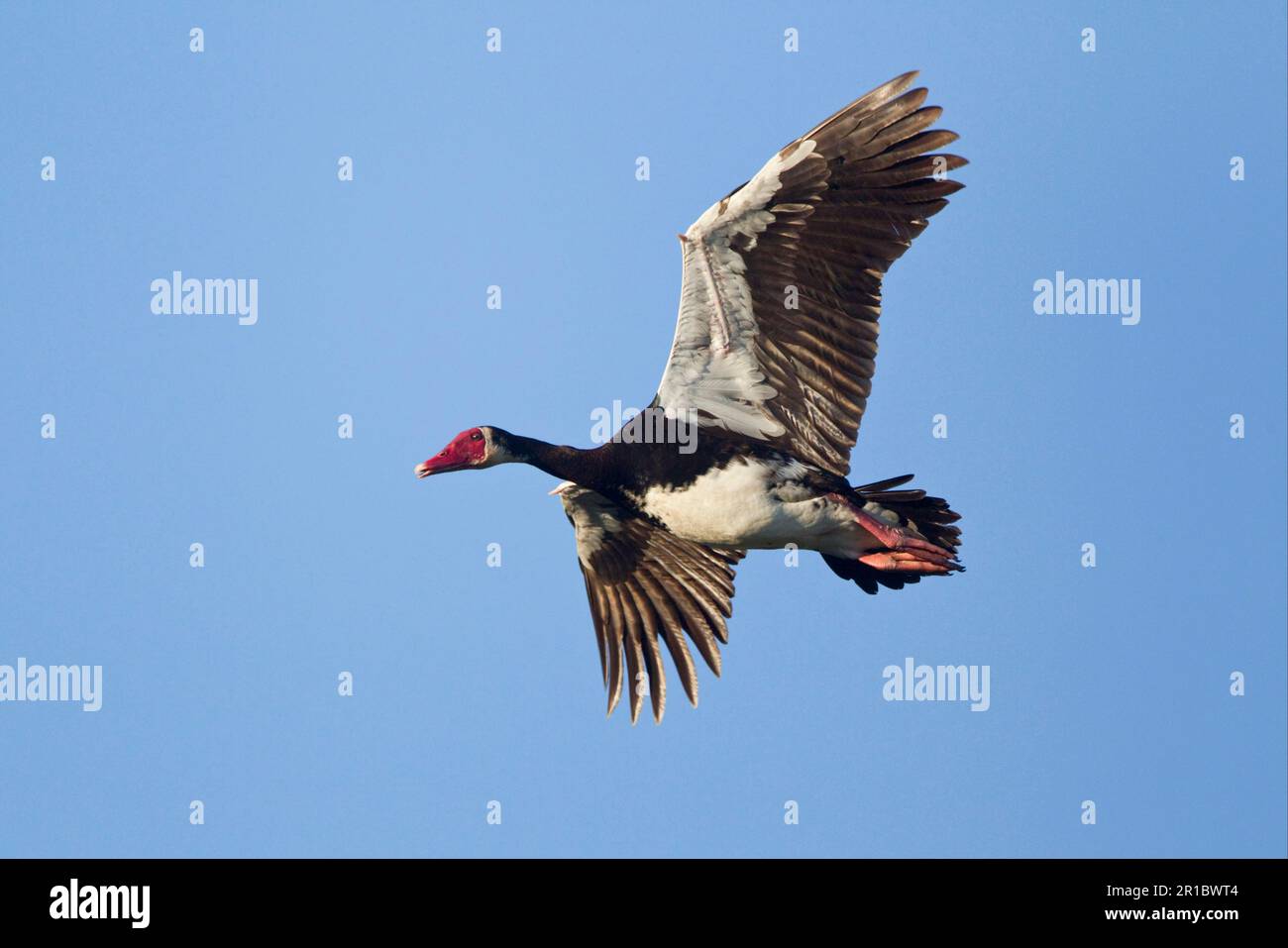 Spur-winged goose (Plectropterus gambensis) adult, in flight, Okavango ...
