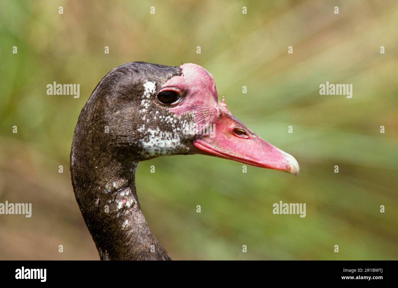 Spur winged geese plectropterus gambensis hi-res stock photography and ...