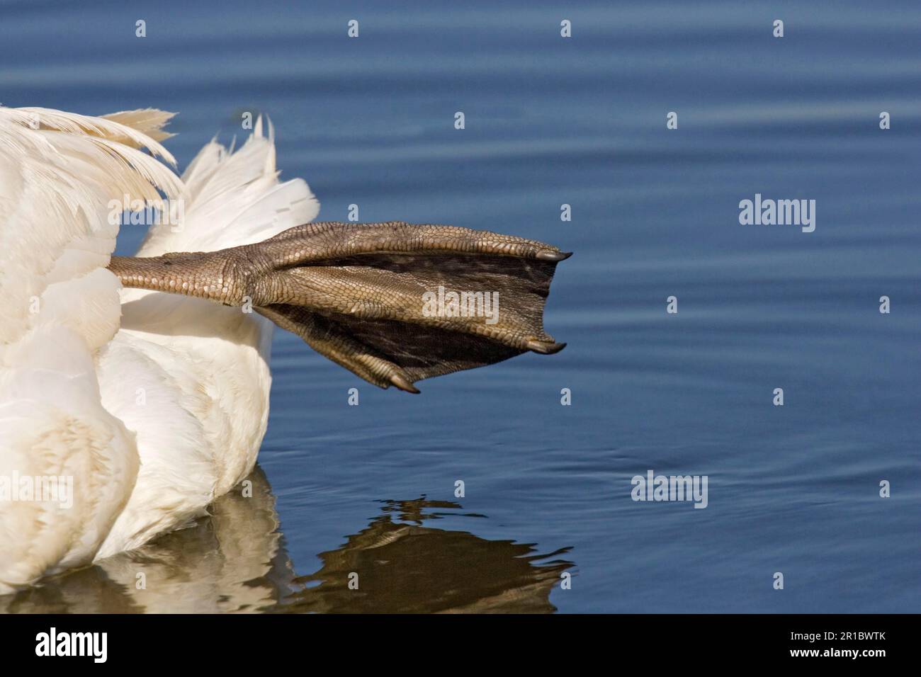 Webbed feet swan hi-res stock photography and images - Alamy