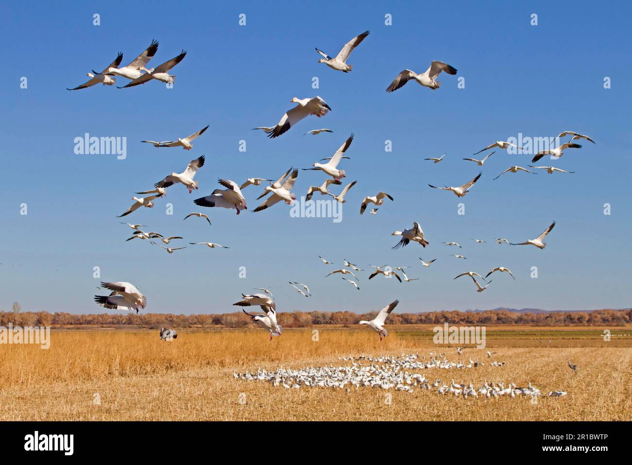 Snow Goose (Chen caerulescens) flock, in flight, taking off from ...
