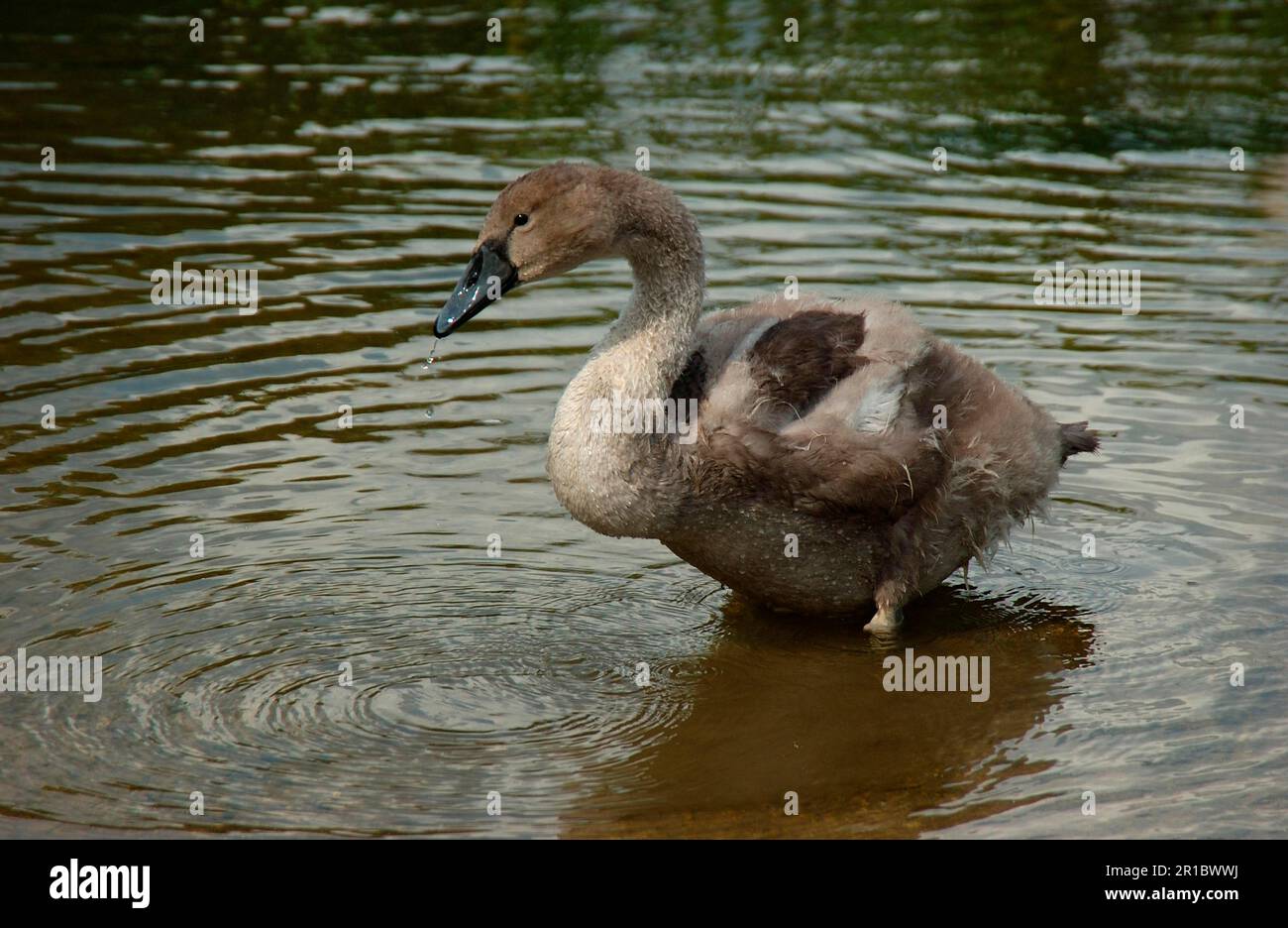 Brown swan bird hi-res stock photography and images - Alamy