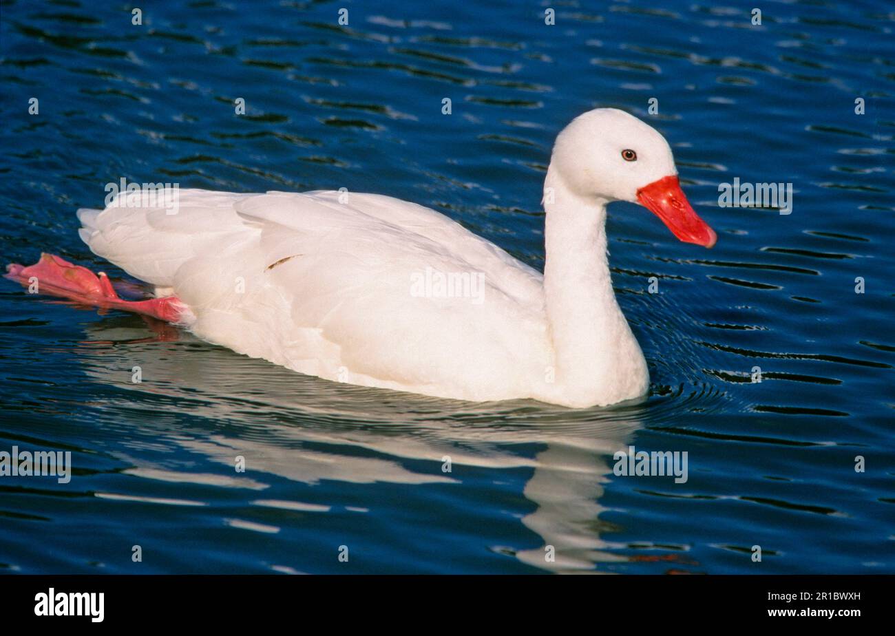 Indigenous south american goose hi-res stock photography and images - Alamy