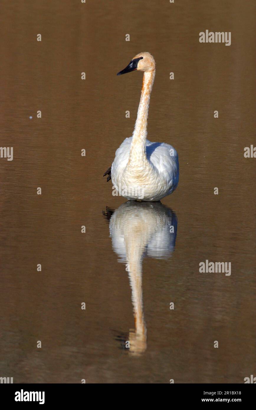 Trumpeter swan (Cygnus buccinator) Yellowstone Lake, Yellowstone Nat ...