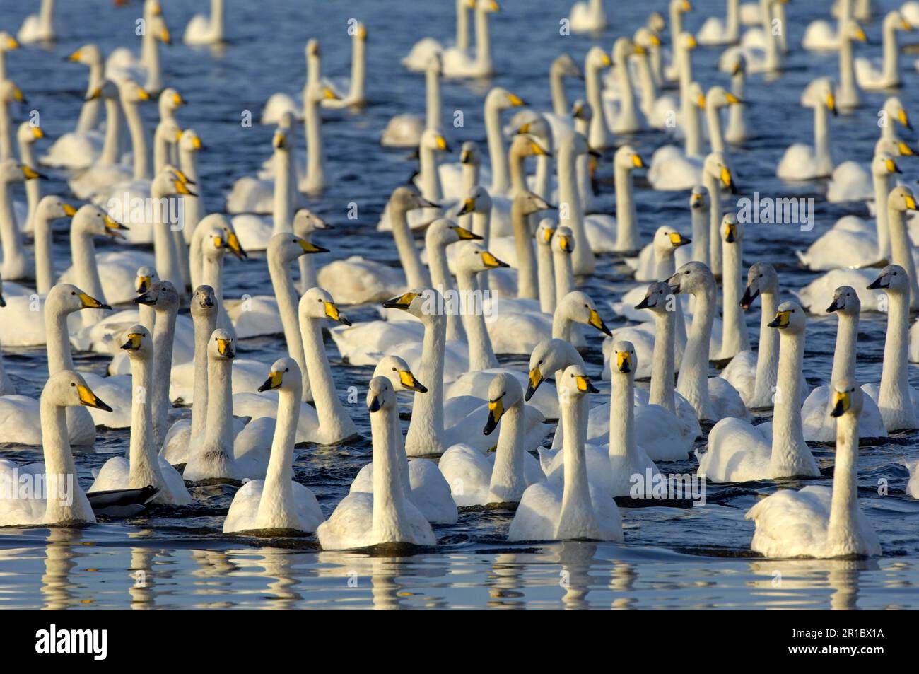 Whooper Swan (Cygnus cygnus) adults and immatures, flock on water ...