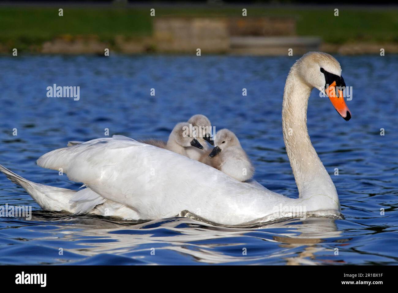 Swan carrying cygnets on river hi-res stock photography and images - Alamy