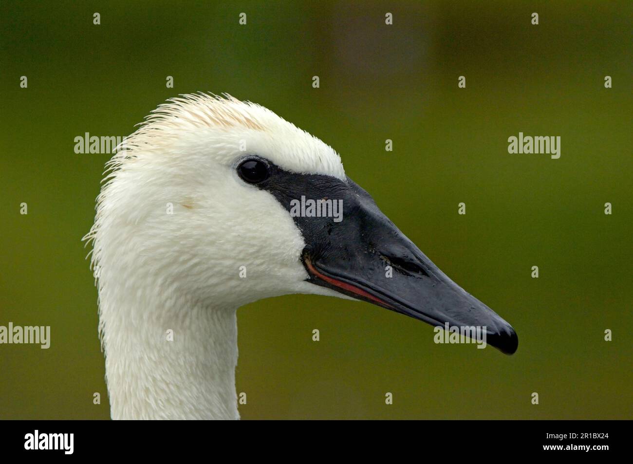Trumpeter swan (Cygnus buccinator) adult, close-up of the head Stock ...