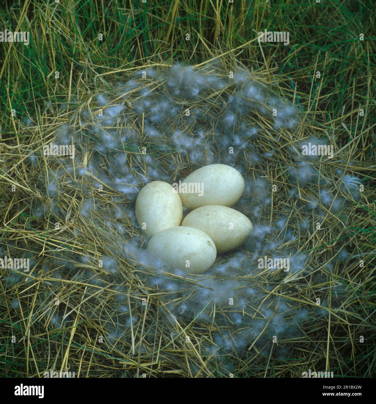 Canadian goose nest hi-res stock photography and images - Alamy