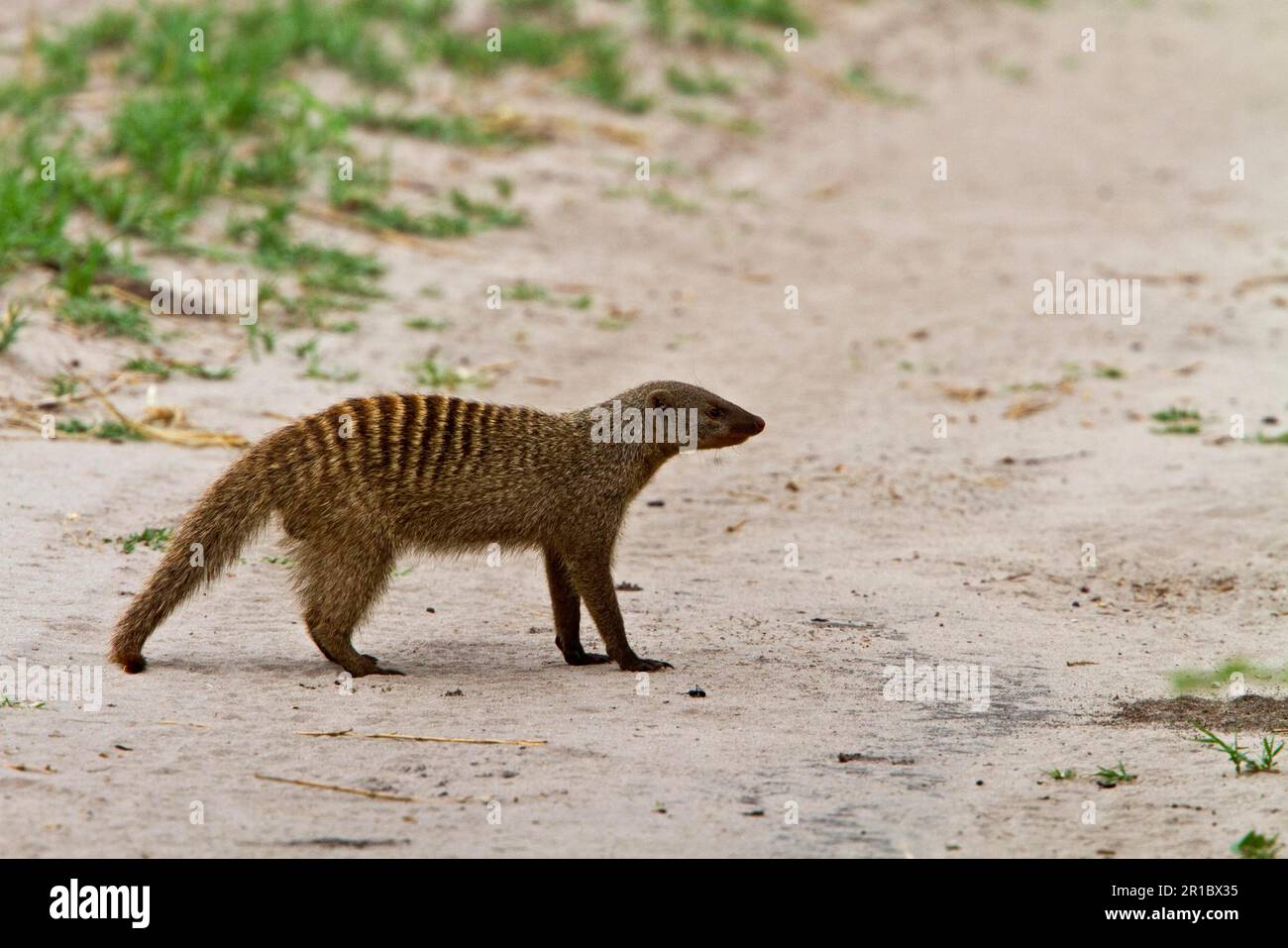 Botswana mongoose wildlife hi-res stock photography and images - Alamy