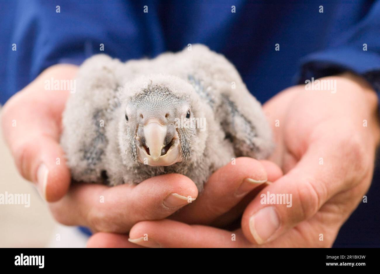 Patagonia chile bird young chick hi-res stock photography and images ...