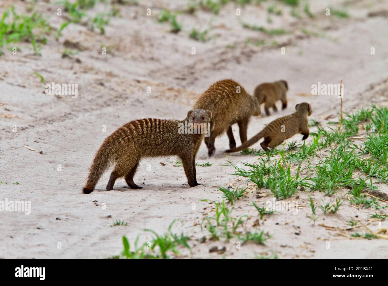 Banded Mongeese Family Party Stock Photo - Alamy