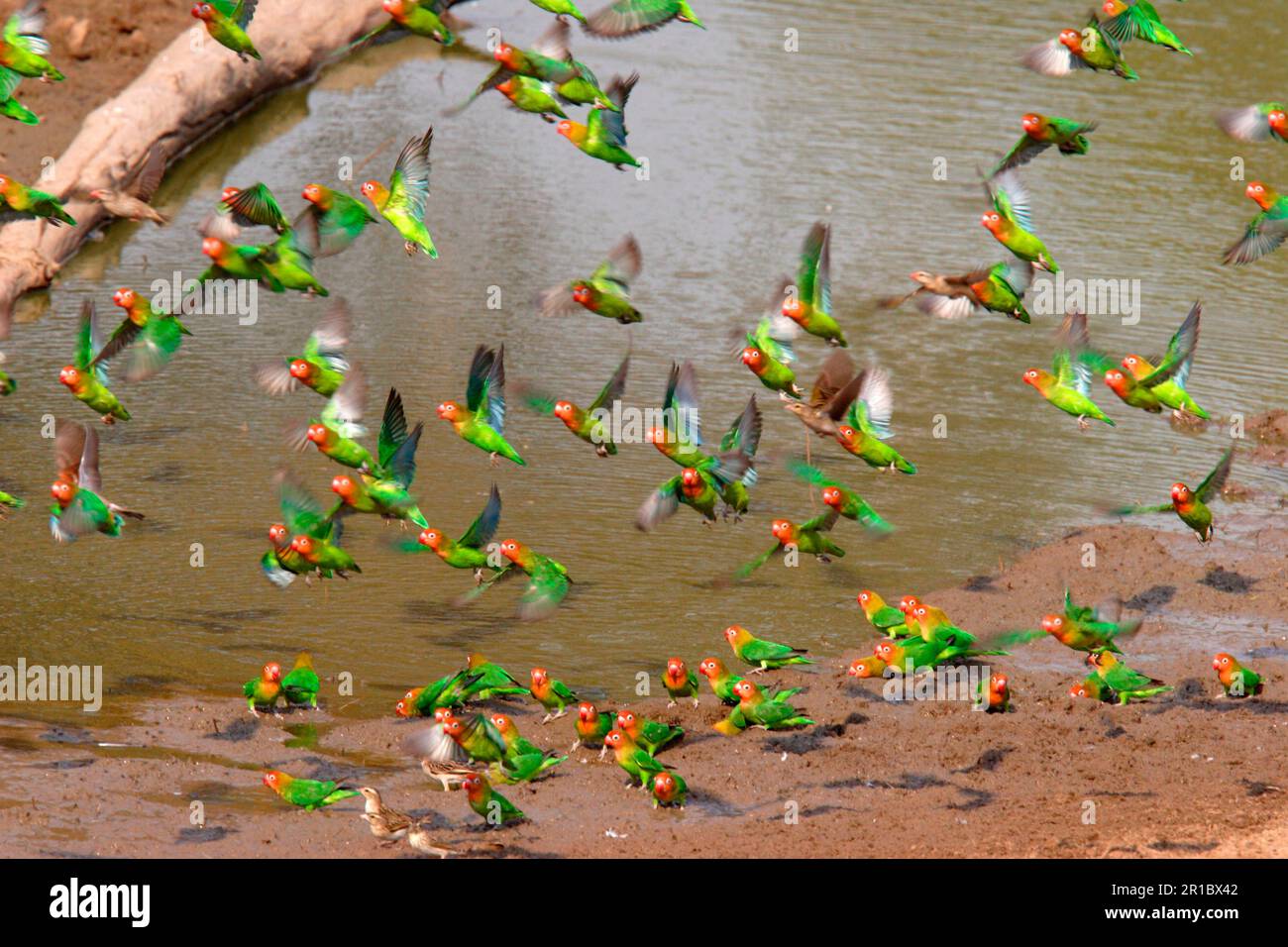 Nyassa Lovebird, lilian's lovebird (Agapornis lilianae), Nyassa ...