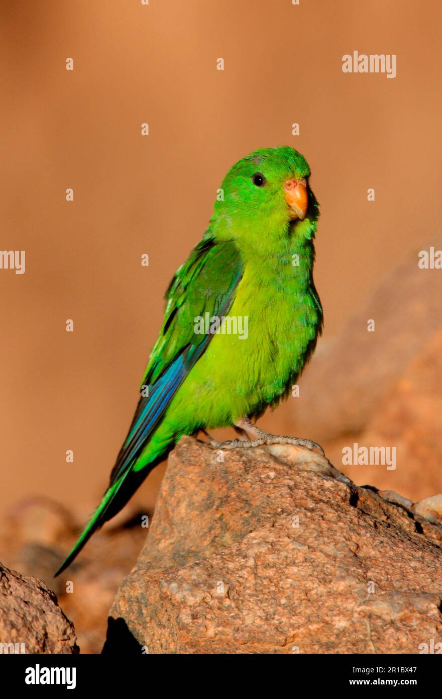 Lemon parakeets hi-res stock photography and images - Alamy