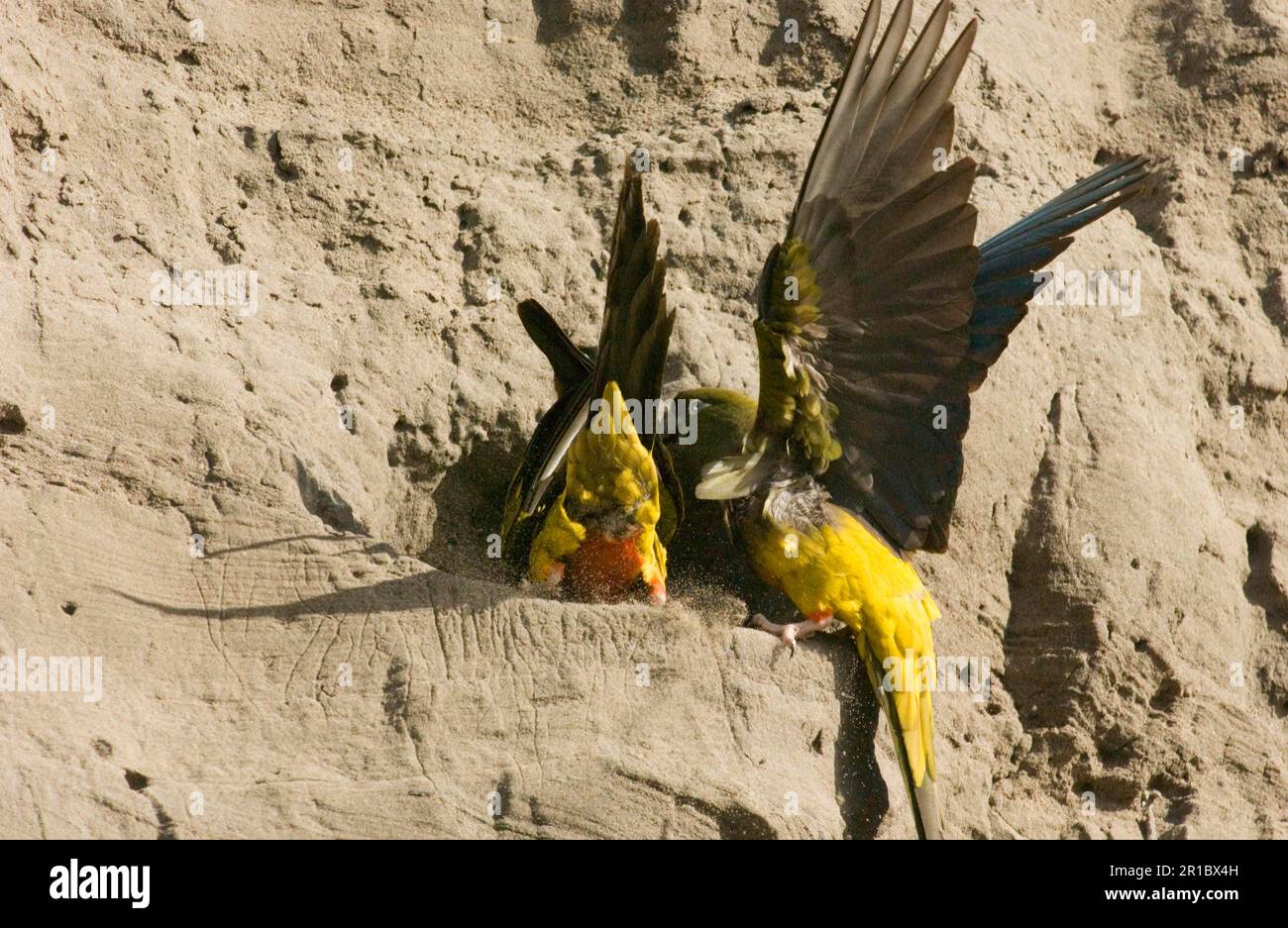 Cyanoliseus p patagonus hi-res stock photography and images - Alamy