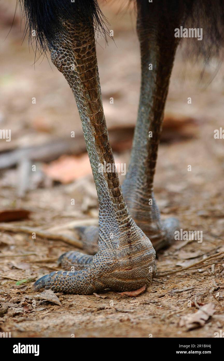 Southern Cassowary (Casuarius casuarius) adult, close-up of feet and ...