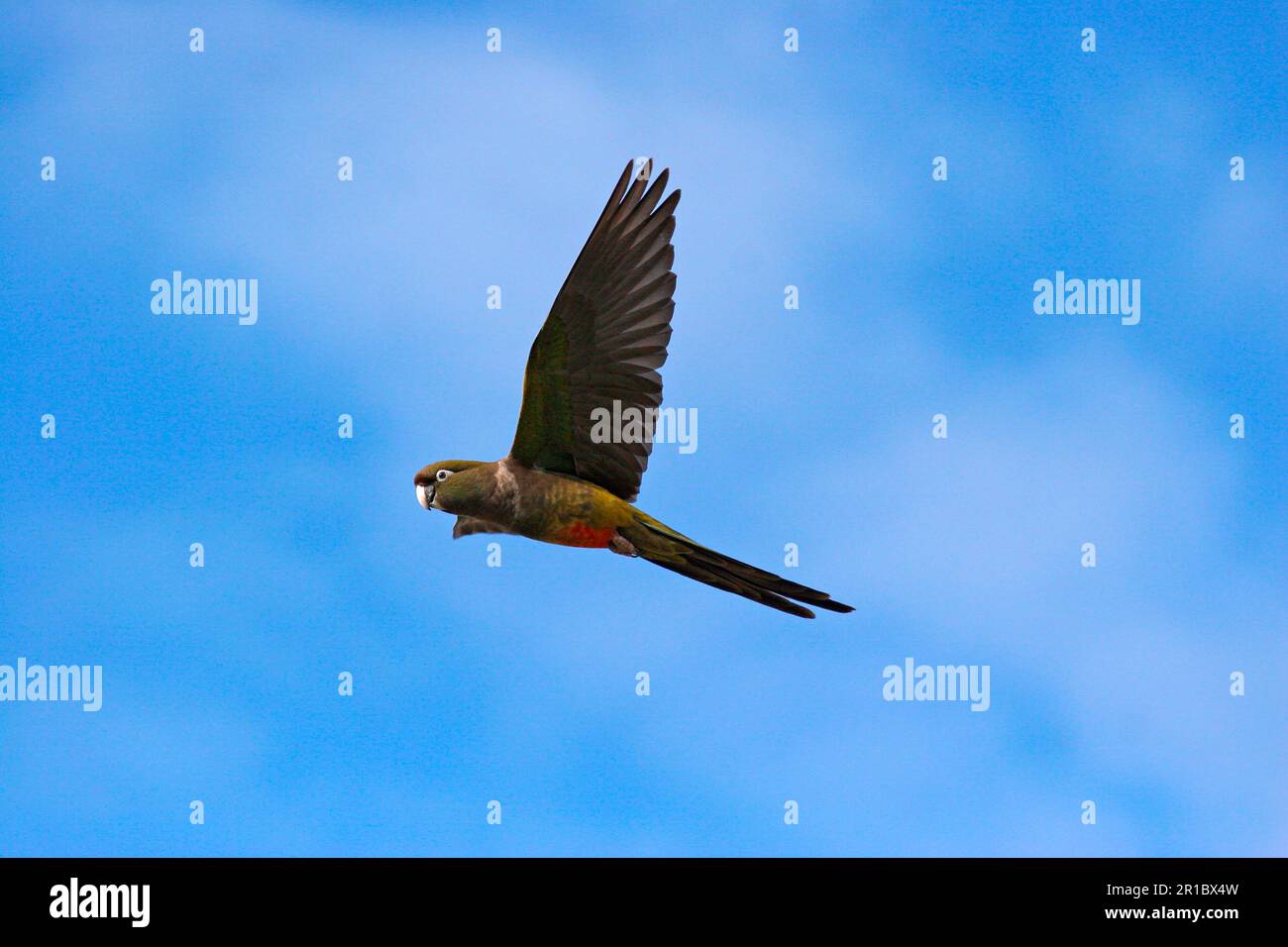 Burrowing Parakeet (Cyanoliseus patagonus andinus) adult, in flight ...