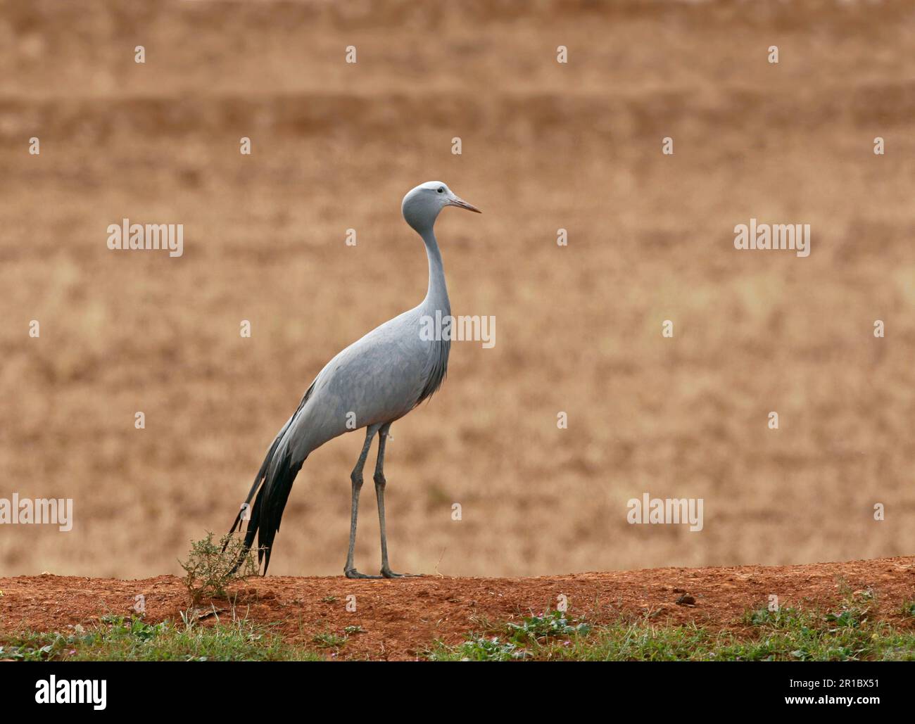 Blue Crane (Anthropoides paradisea) adult, standing on sand bank ...