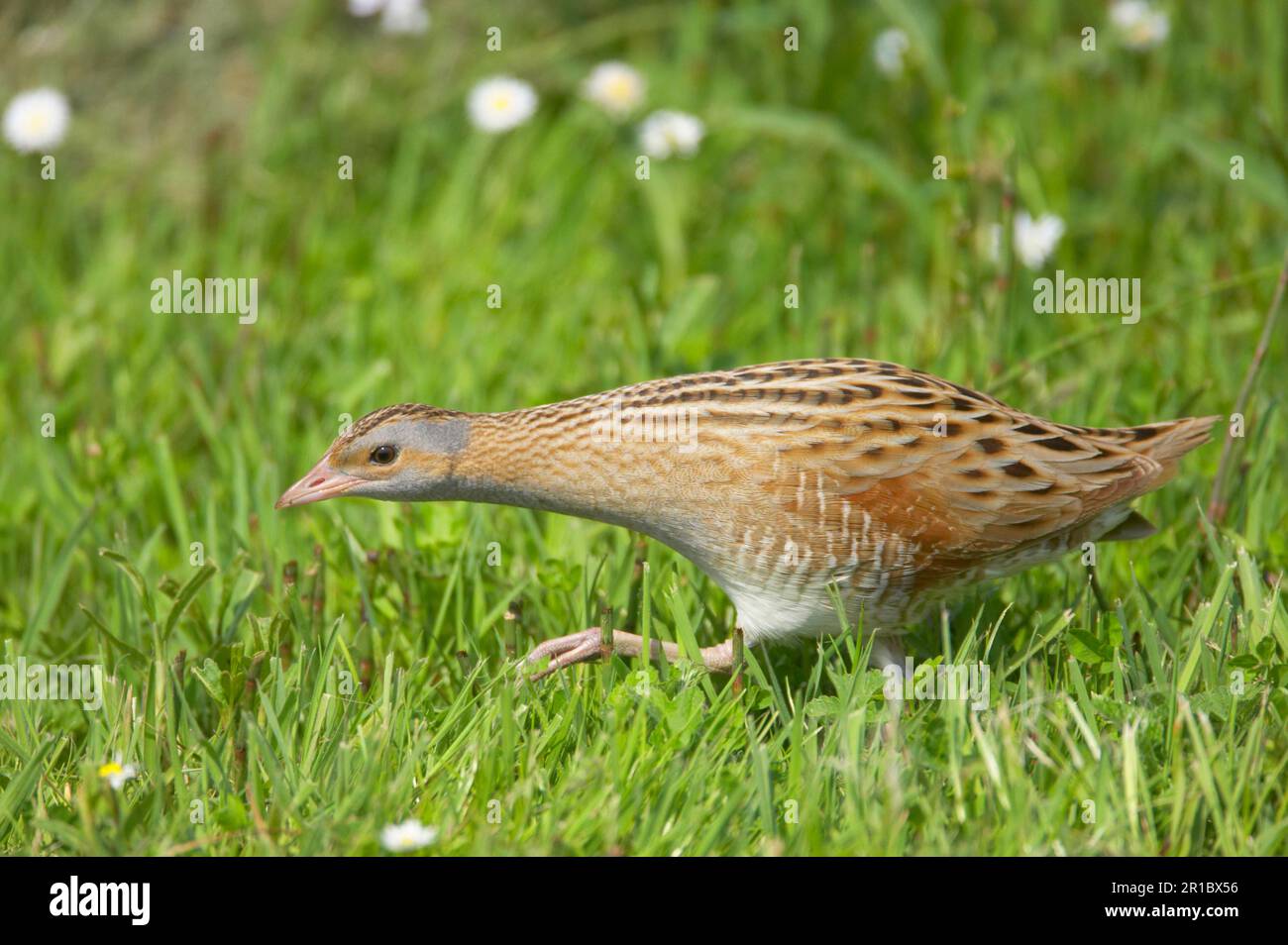 Meadow Rail, Corncrake, Meadow Rails, corn crakes (Crex crex), Rails ...