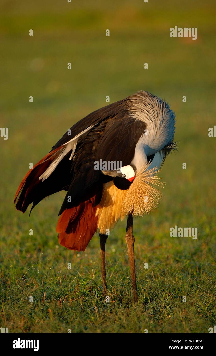 Gray crowned-cranes (Balearica regulorum), Grey-necked-crowned-cranes ...