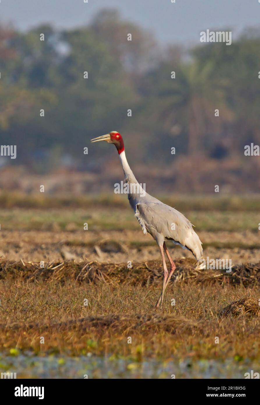 Sarus crane grus antigone adult hi-res stock photography and images - Alamy