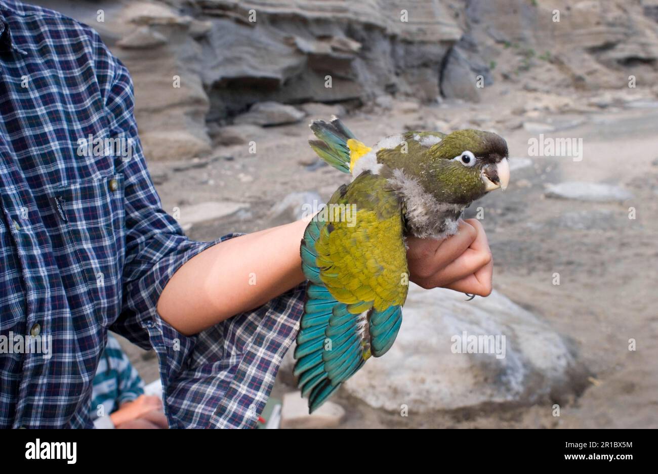 Patagonia chile bird young chick hi-res stock photography and images ...