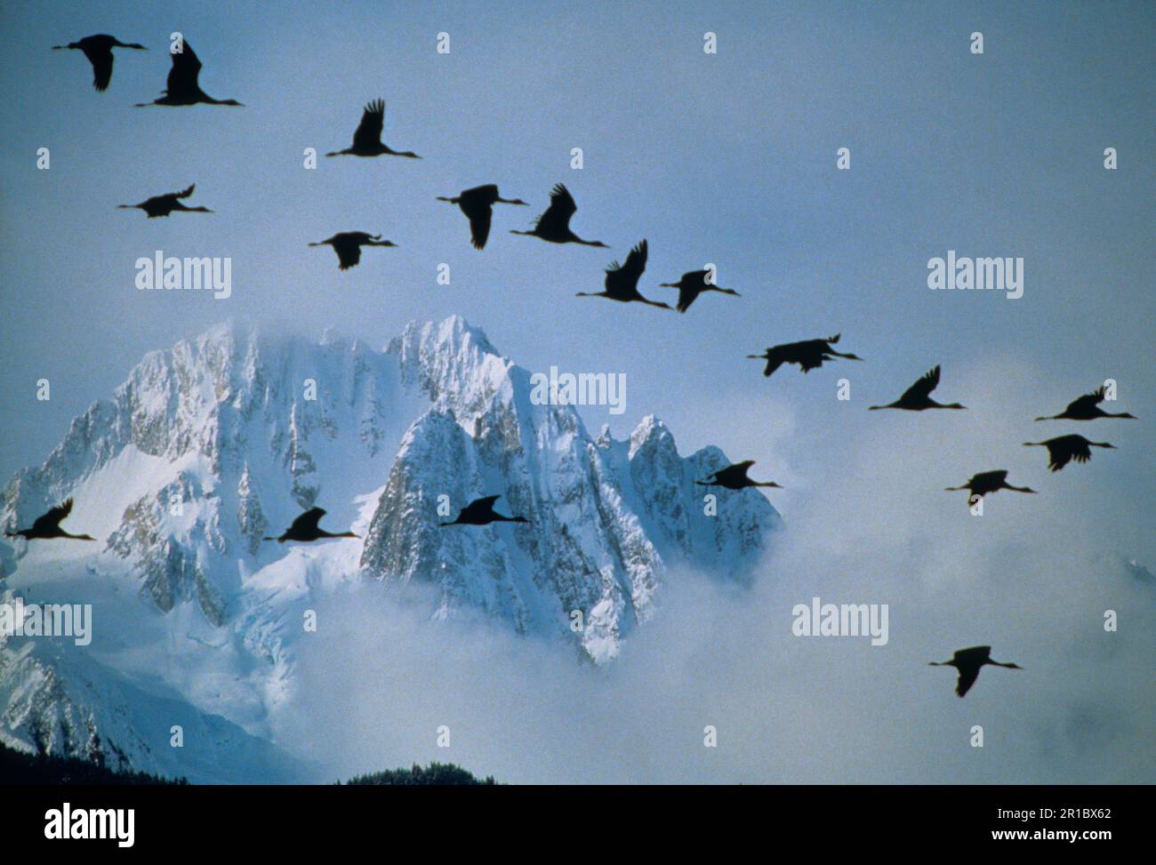 Sandhill Crane, sandhill cranes (Grus canadensis), Crane, Birds ...