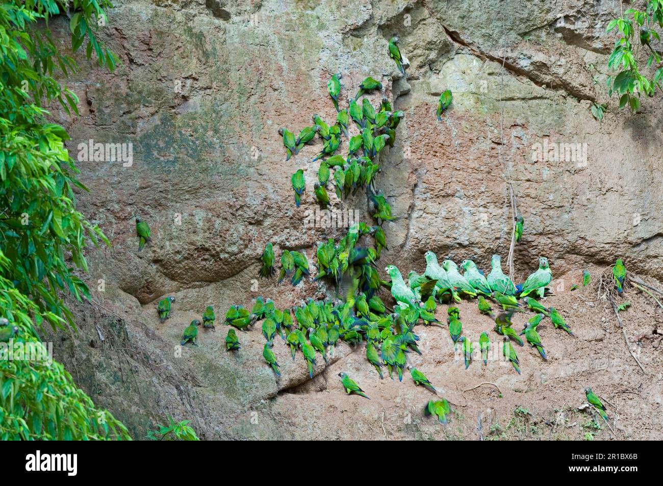 Dusky-headed parakeet (Aratinga weddellii) and flour-headed parrot ...