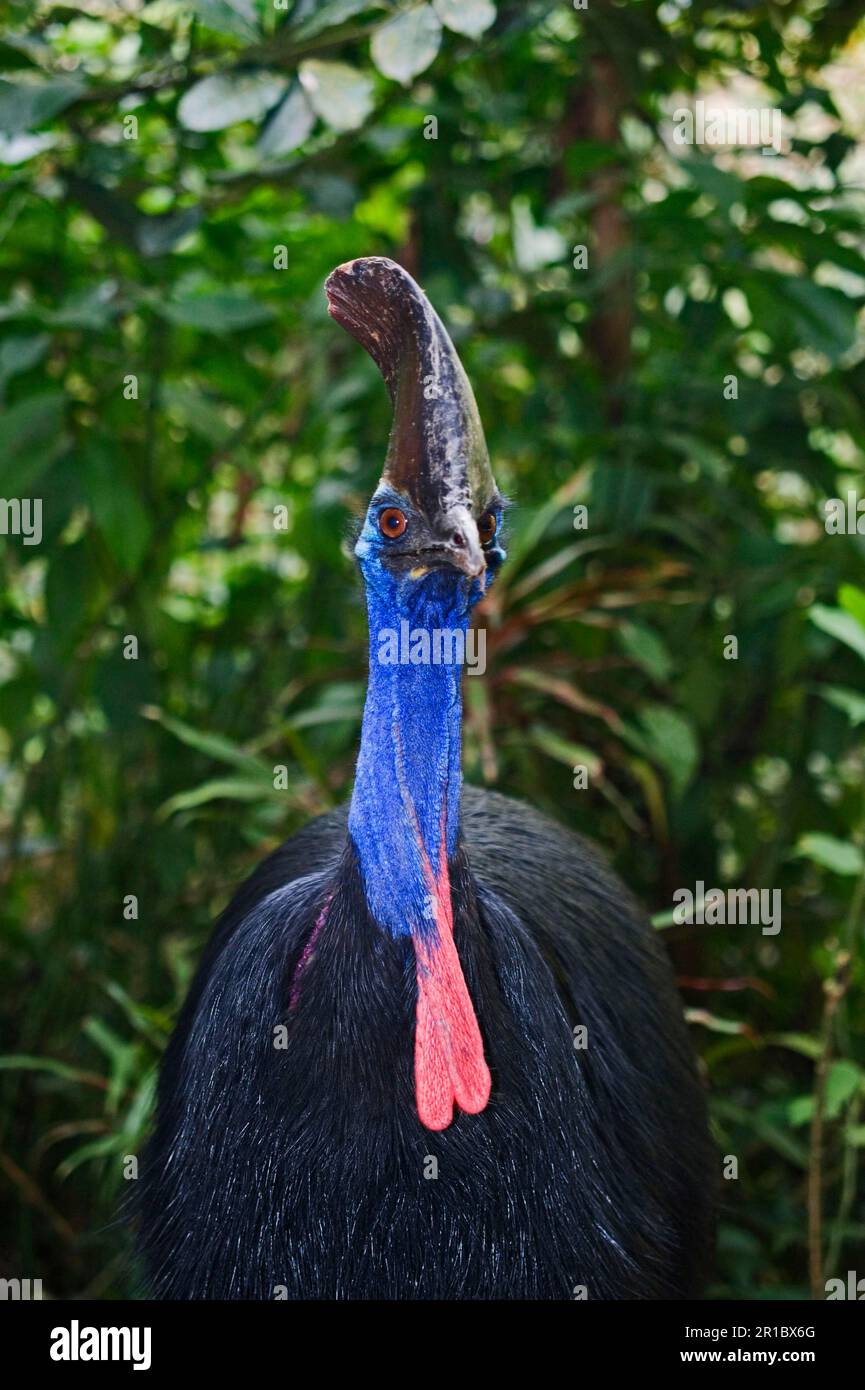 Adult double-wattled cassowary (Casuarius casuarius), close-up of head and neck, Cassowary House ...