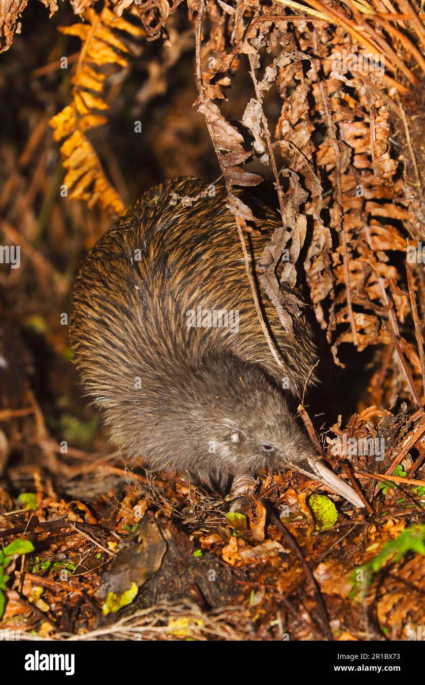 Kiwi, Kiwis, Southern Striped Kiwi, Southern Striped Kiwis, Ratites ...