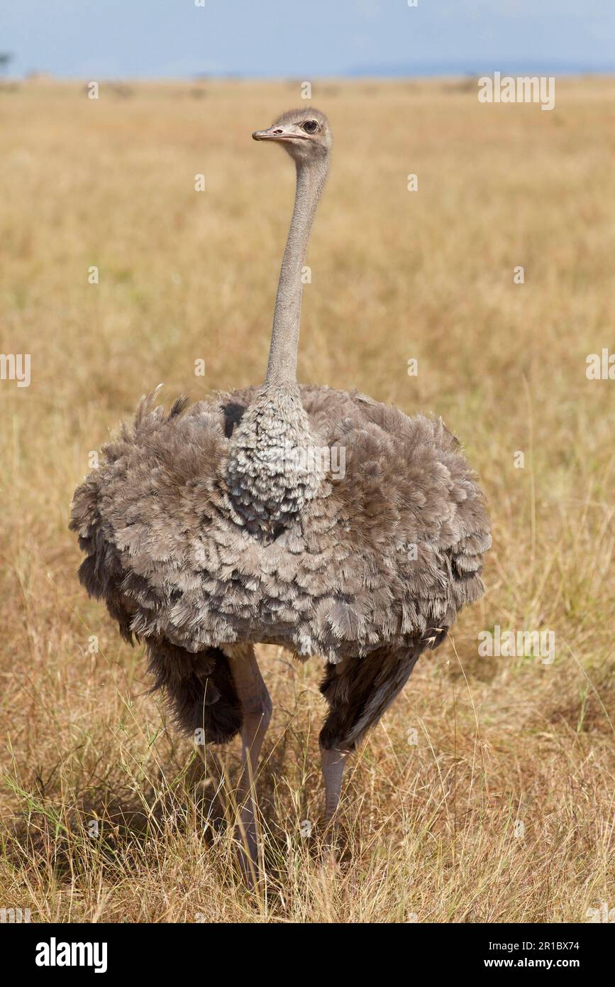 Common ostrich (Struthio camelus), adult female, standing in the ...