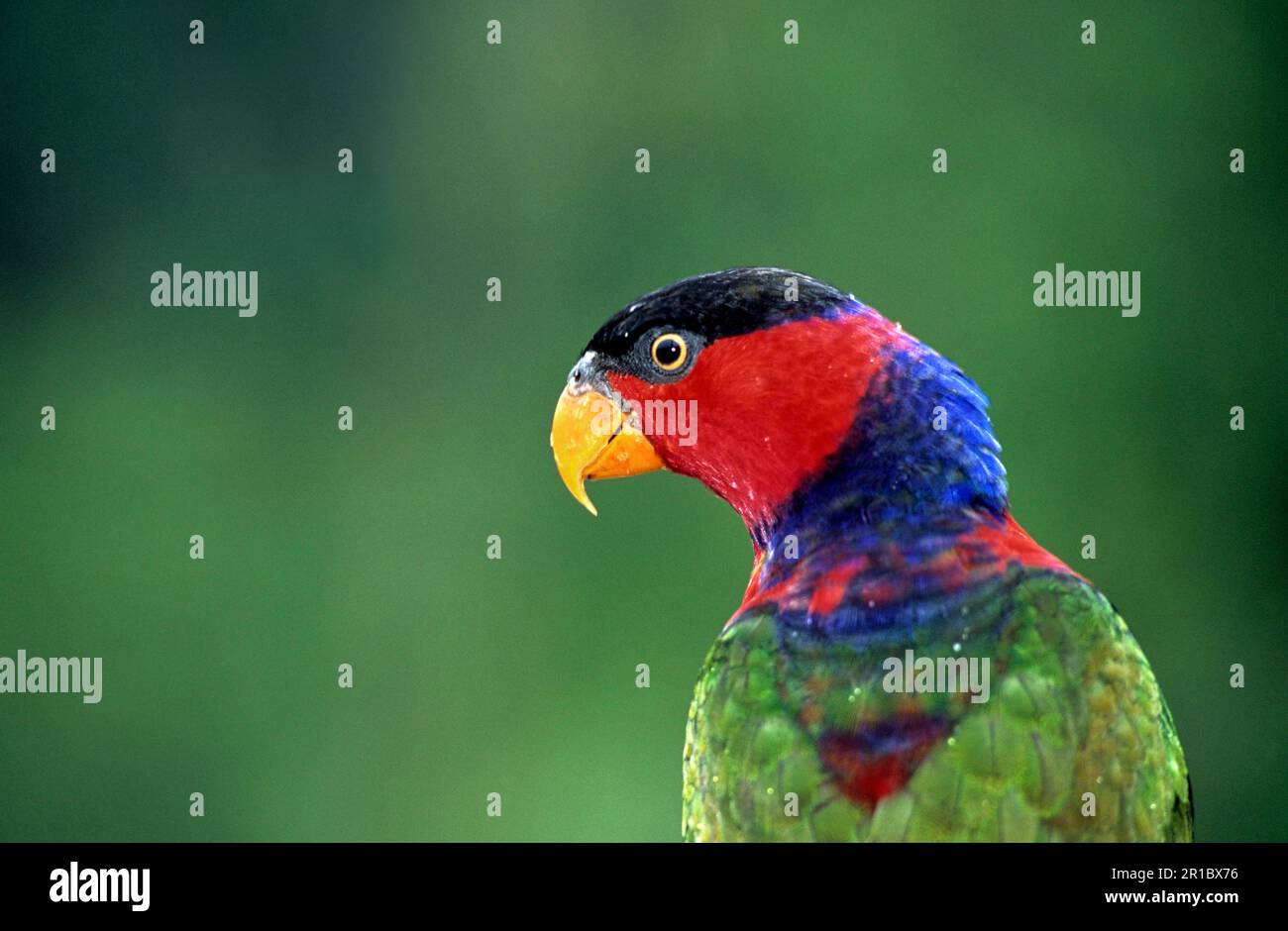 Lory bird detail of head hi-res stock photography and images - Alamy