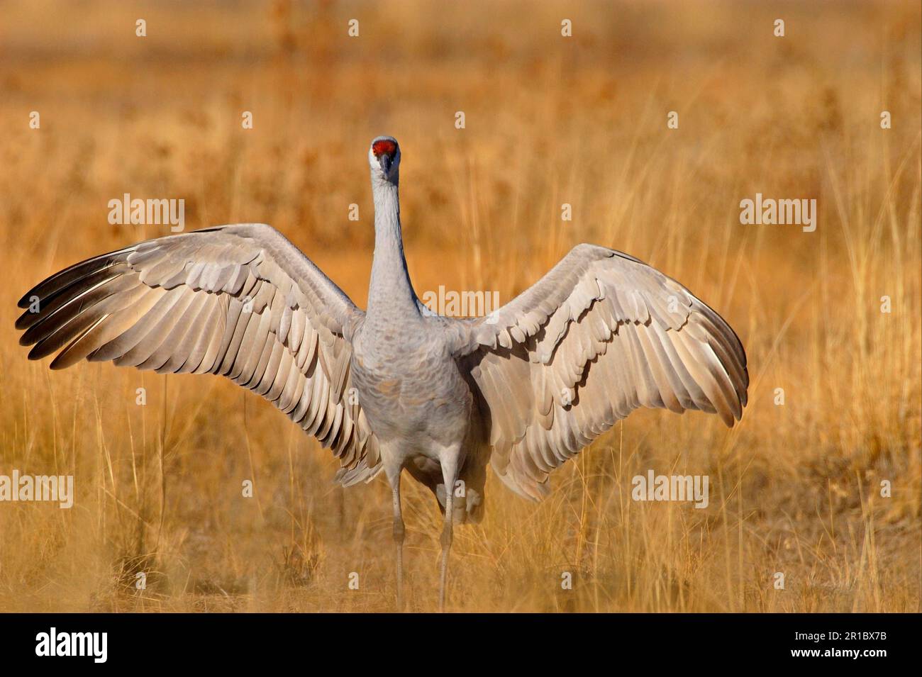 Sandhill Crane, sandhill cranes (Grus canadensis), Crane, Birds ...