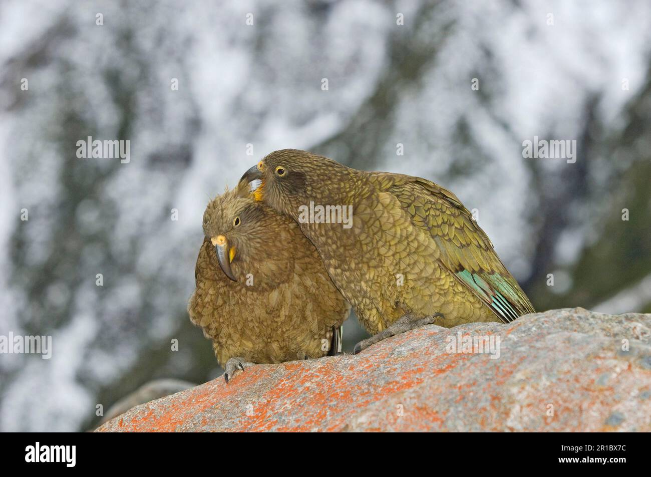 Kea (Nestor notabilis) adult pair, Preening, Arthurs Pass, Southern ...
