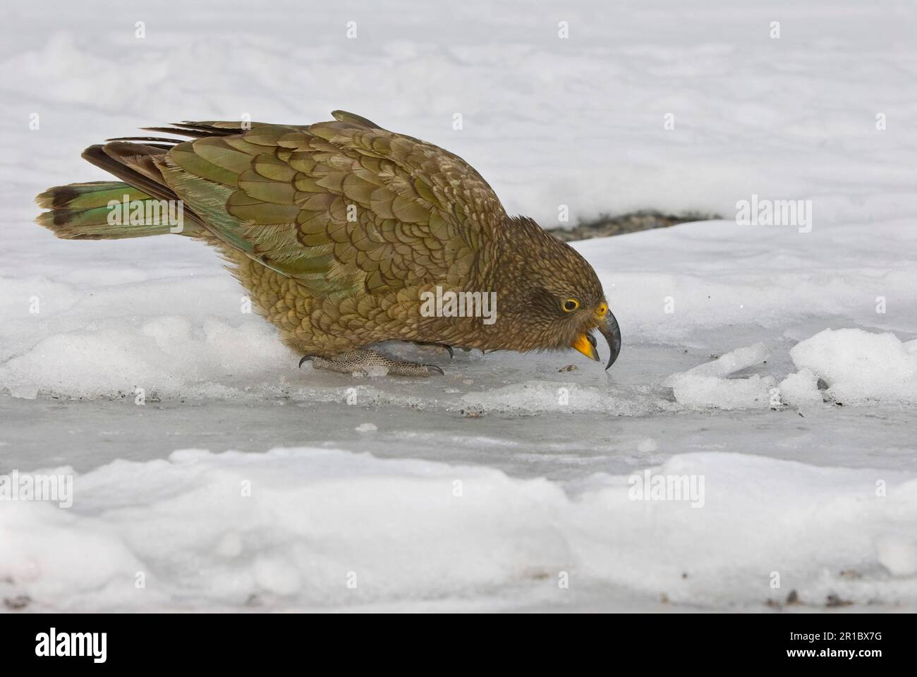 Kea (Nestor notabilis) adult, feeding on snow, Arthurs Pass, Southern ...